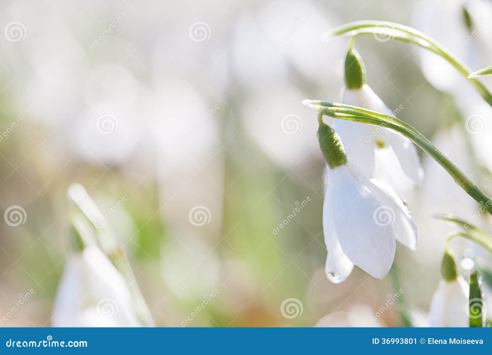Snowdrop Flower in Nature with Dew Drops Stock Image - Image of ...