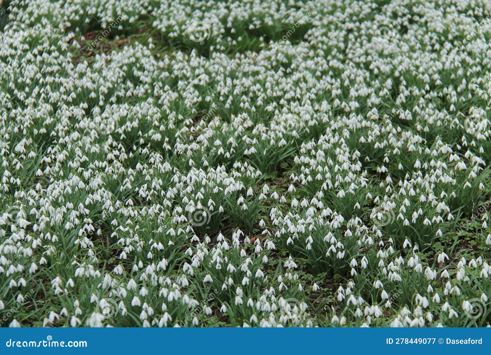 Snowdrop Flower Plants. stock image. Image of white - 278449077