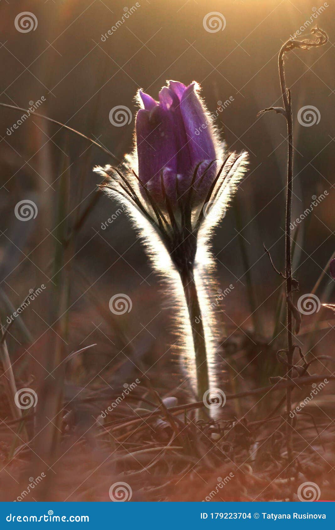 Snowdrop Flower in the Rays of the Setting Sun Stock Photo - Image of ...