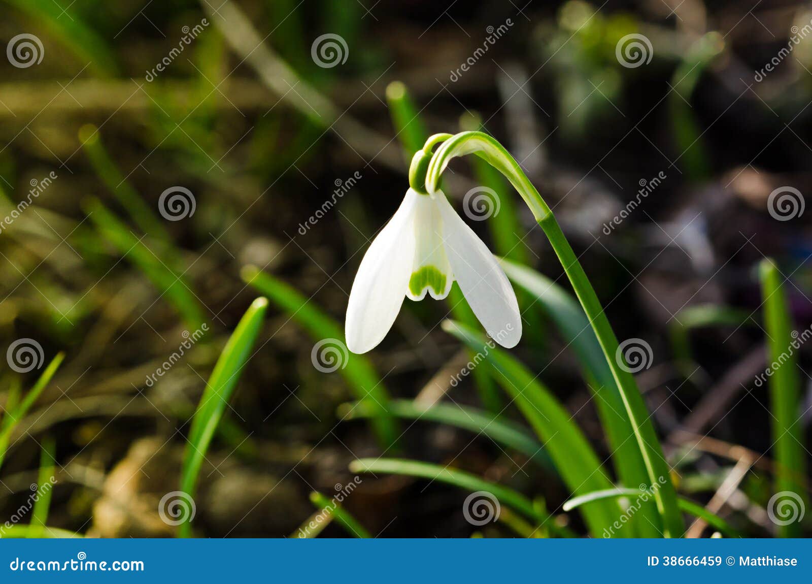 Snowdrop flower stock image. Image of bloom, flowers - 38666459