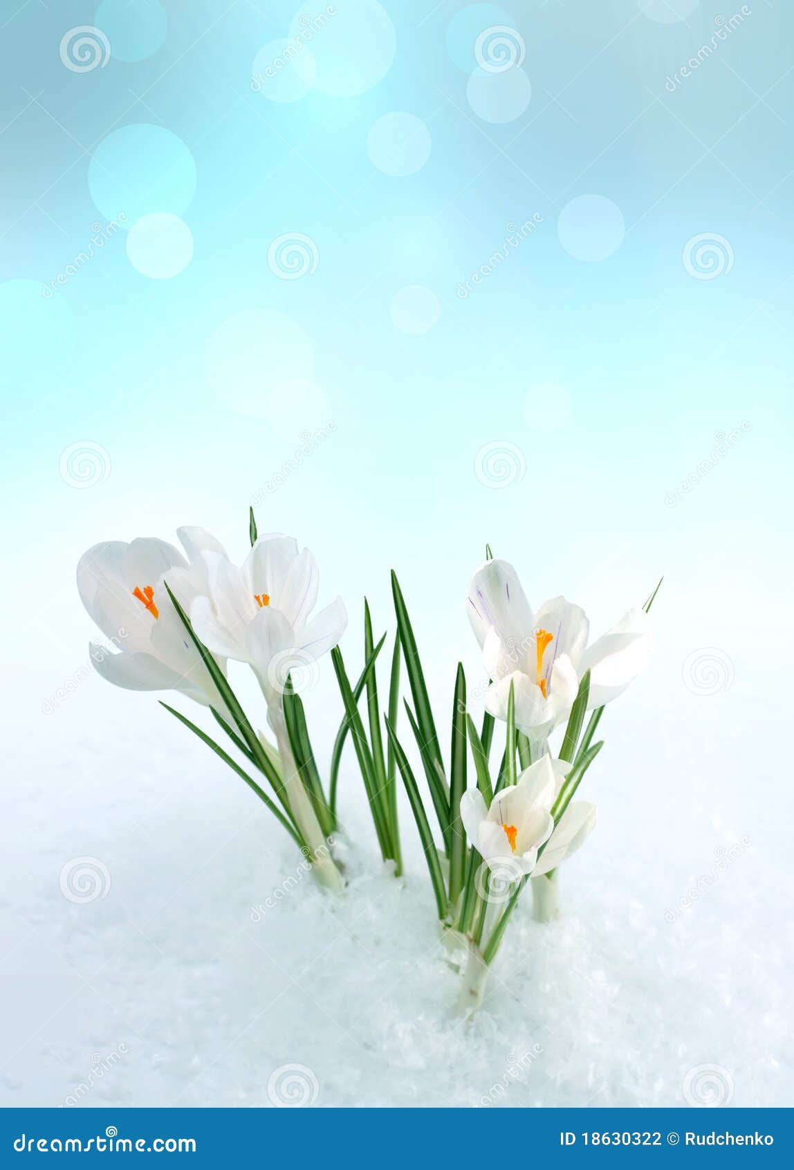 1,868 Snowdrop Frame Photos - Free & Royalty-Free Stock Photos from ...