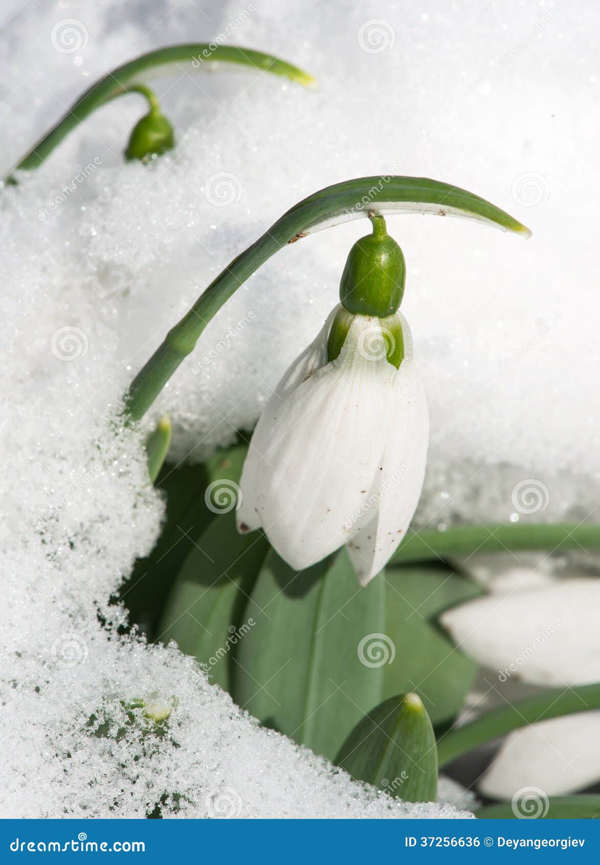 Snowdrop flower in a snow stock photo. Image of macro - 37256636
