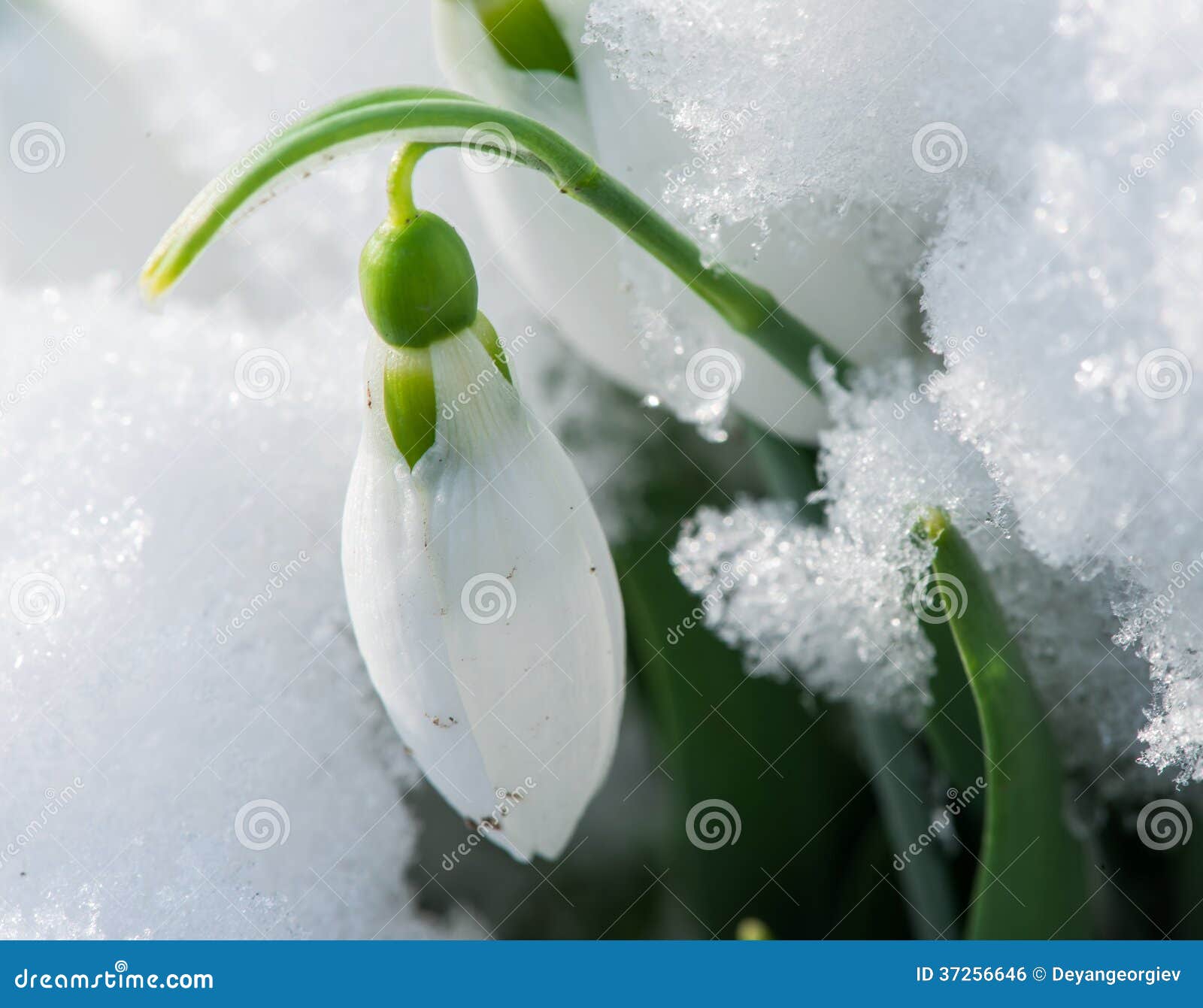 Snowdrop flower in a snow stock photo. Image of seasonal - 37256646
