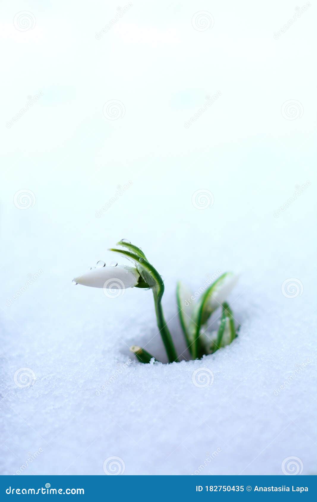 Snowdrop Flower in the Snow. Stock Image - Image of green, beauty ...