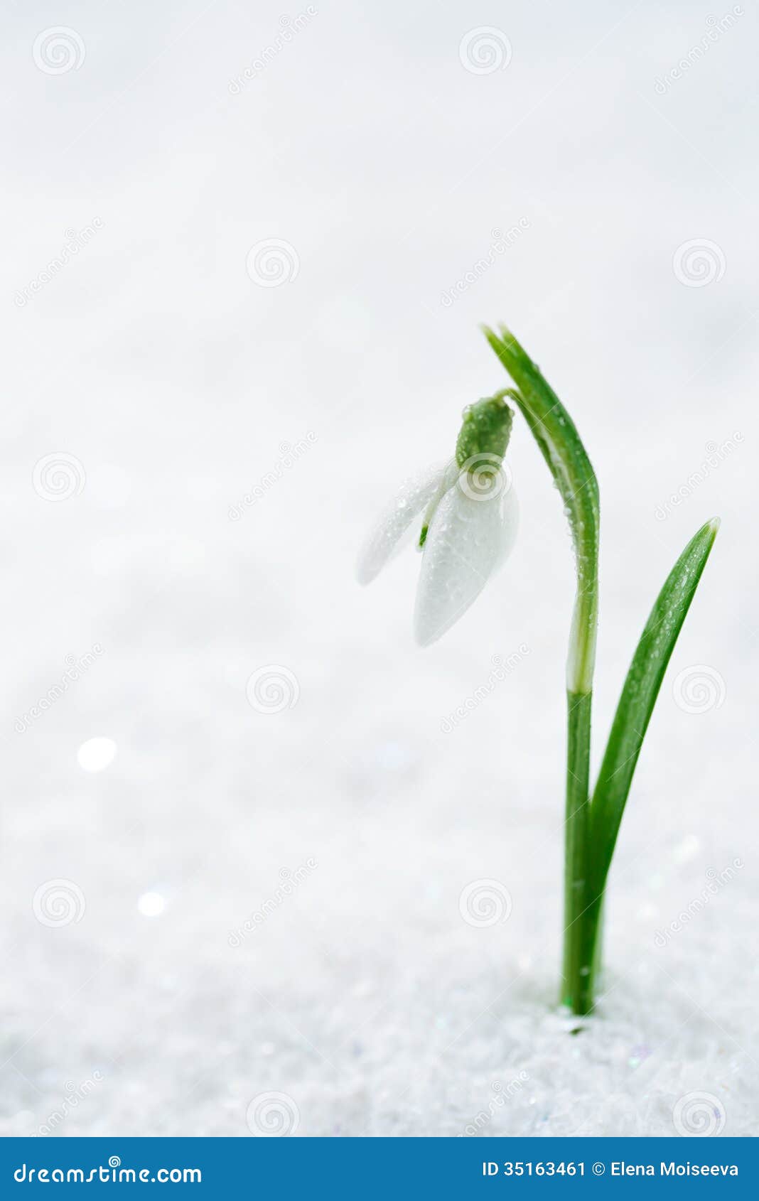 Snowdrop Flower on White Studio Snow, Soft Focus, Perfect for Po Stock ...