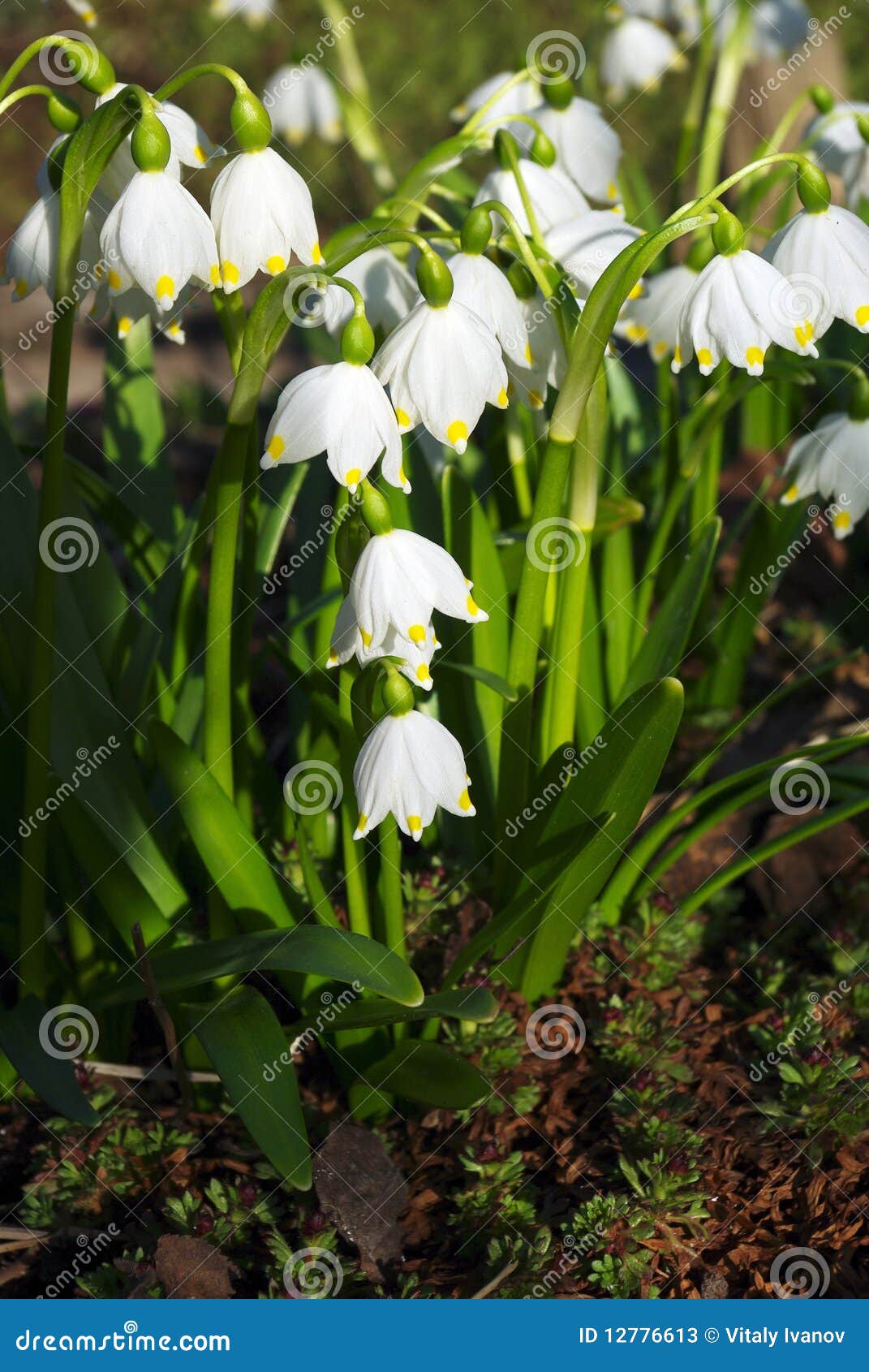Snowdrop flowers stock image. Image of fresh, color, park - 12776613