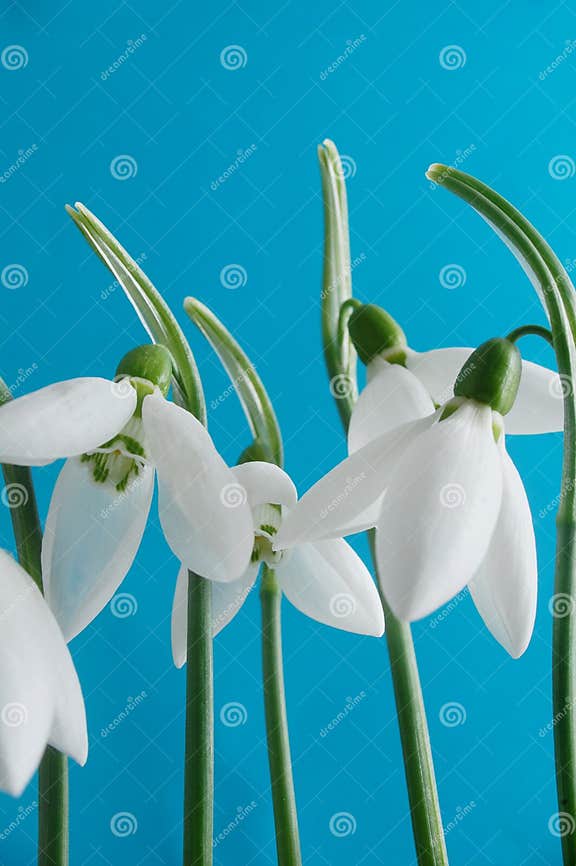 Snowdrop flowers stock image. Image of colors, frozen - 12788317