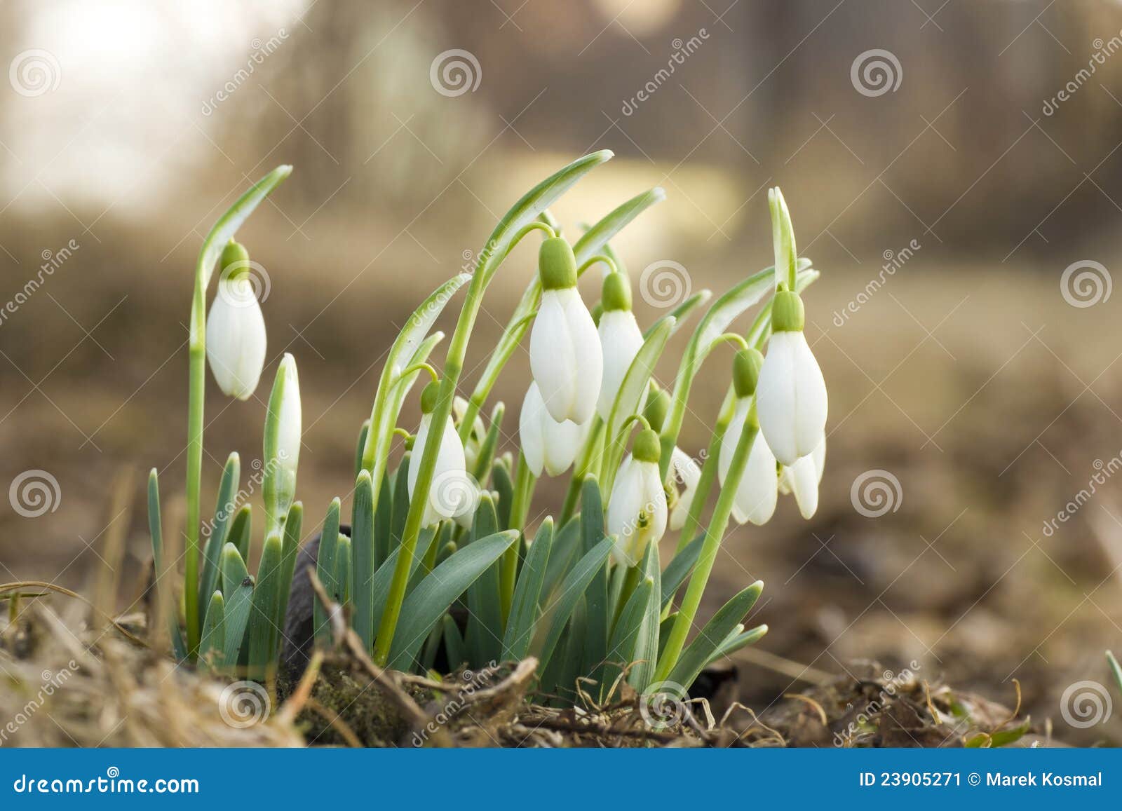 Snowdrop flowers stock image. Image of garden, green - 23905271
