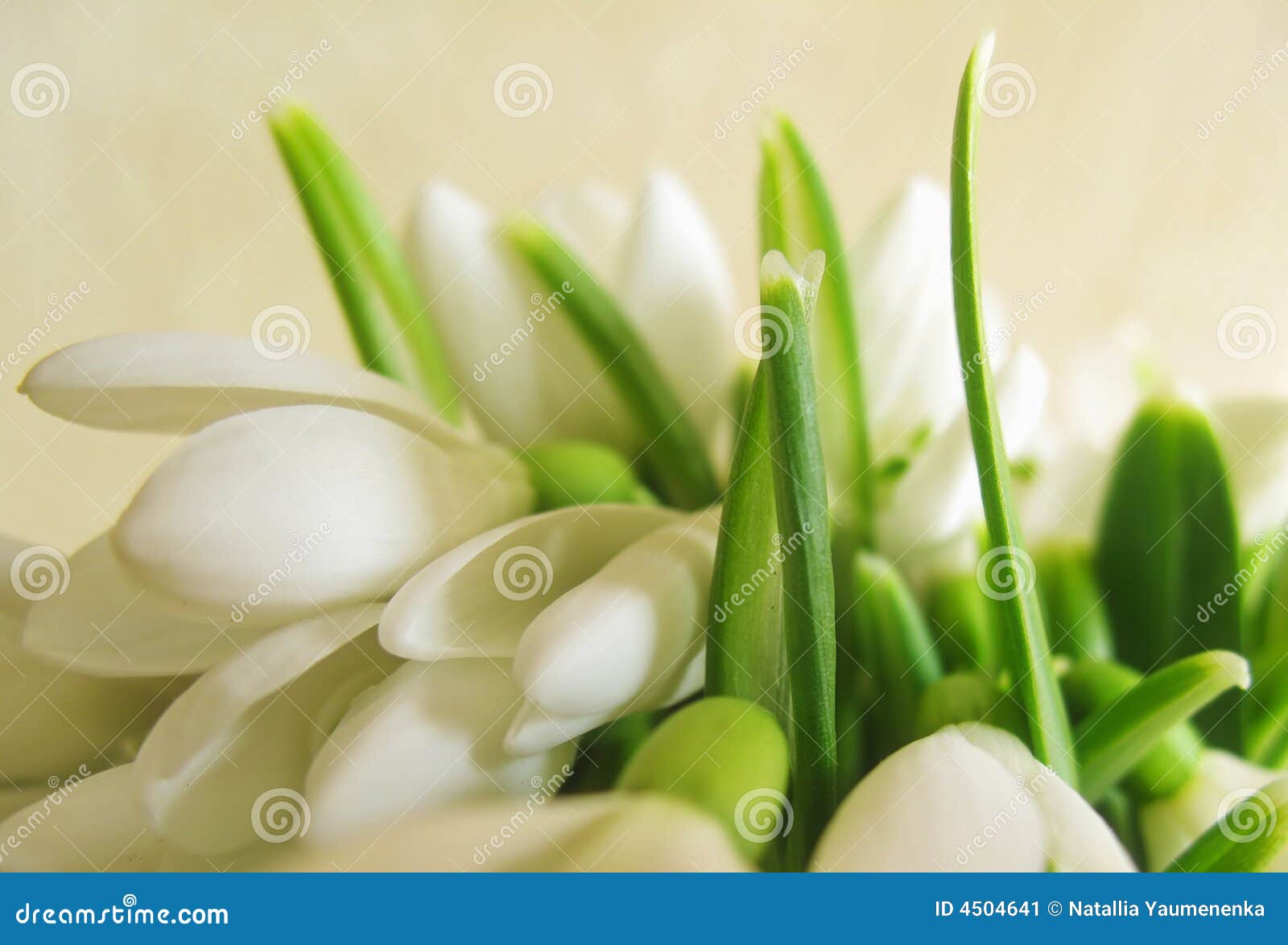 Snowdrop flowers stock image. Image of head, color, nature - 4504641