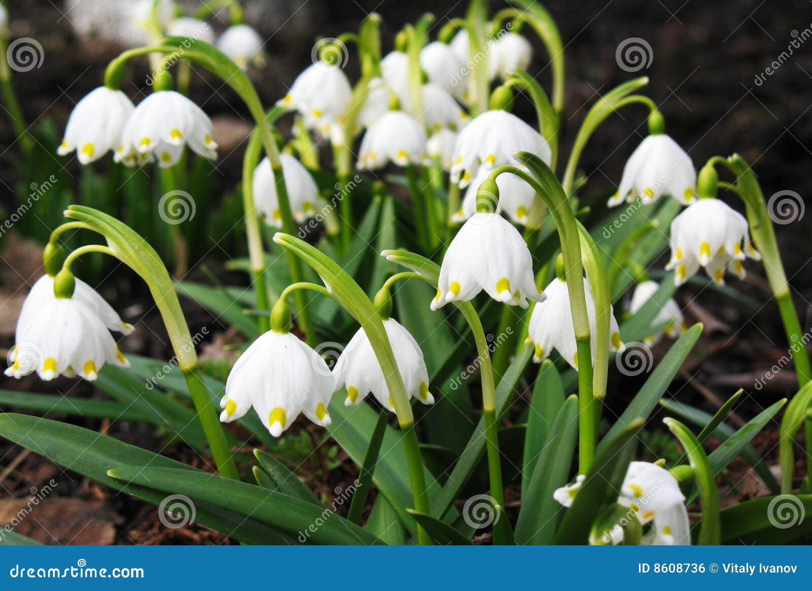 Snowdrop flowers stock photo. Image of fresh, flora, floral - 8608736