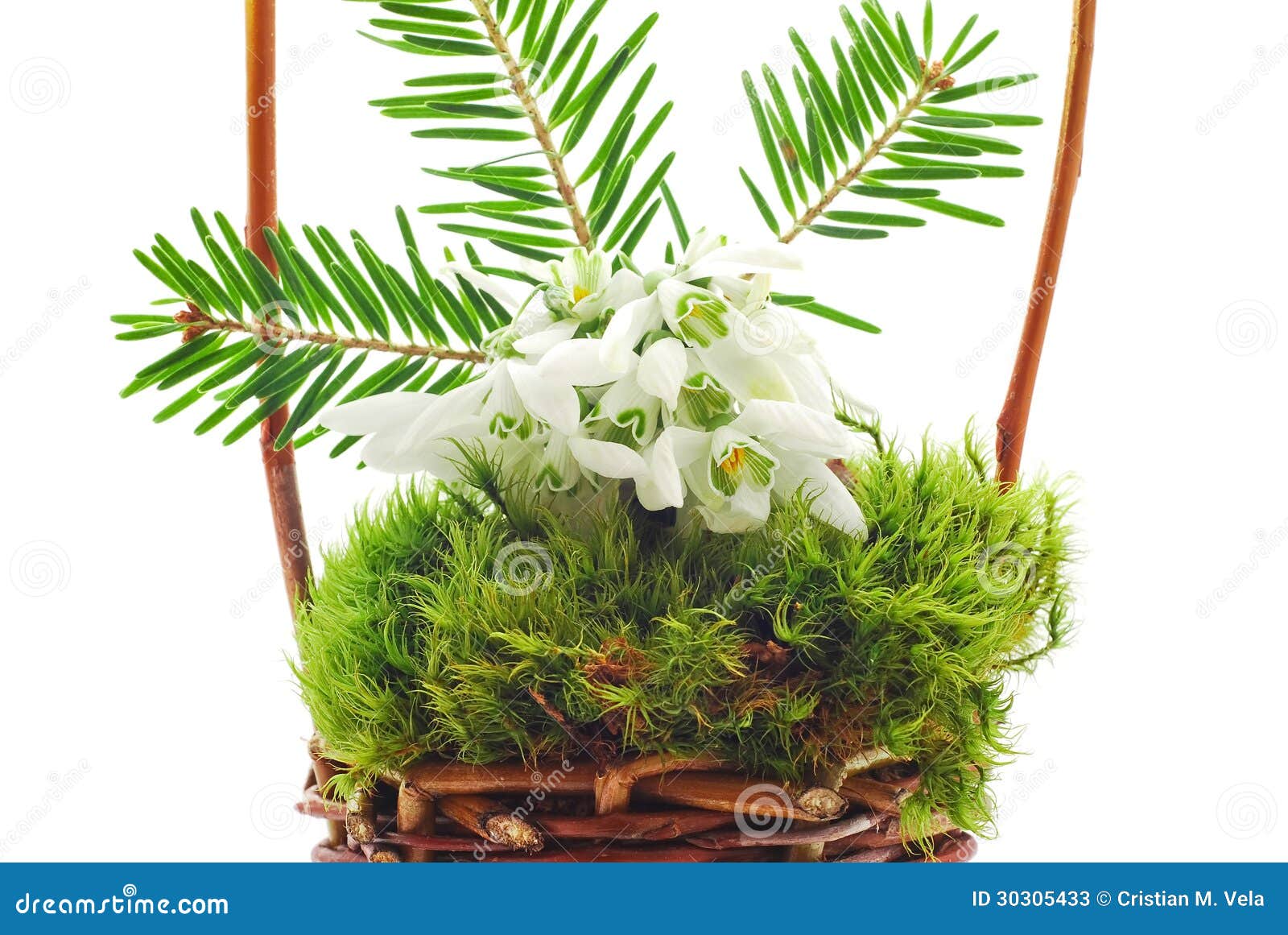 Snowdrop stock image. Image of snowdrop, spring, fresh - 30305433
