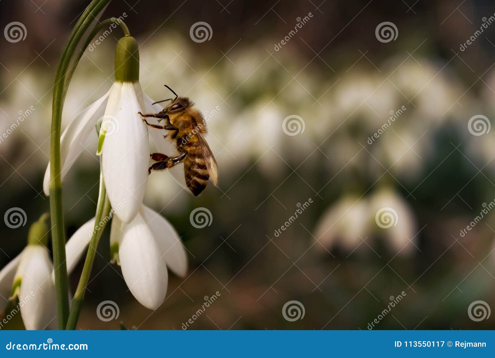 Snowdrop Flowers with Bee in Spring Stock Image - Image of garden ...