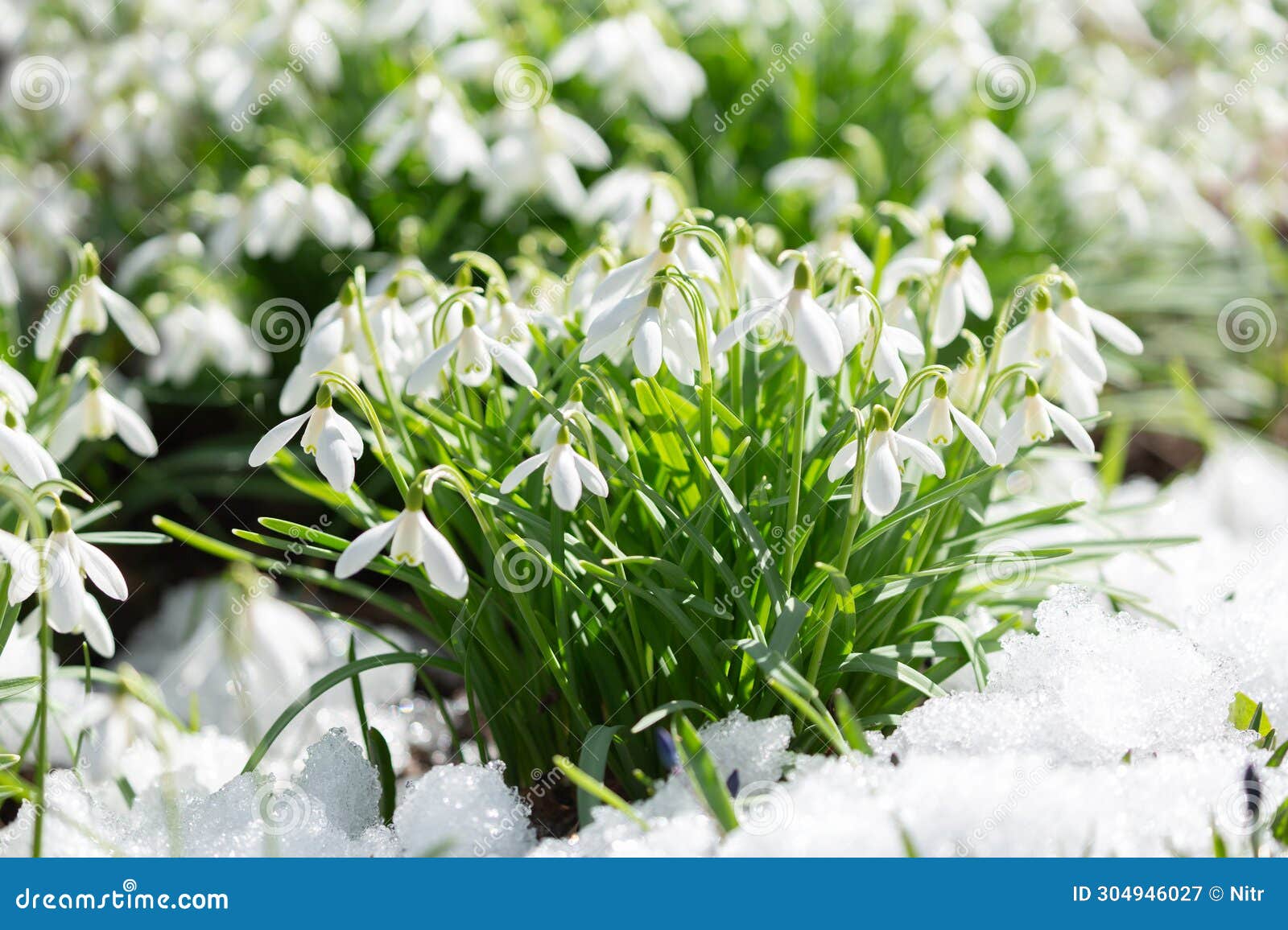 Snowdrop Flowers Blooming in Snow Covering Stock Image - Image of ...