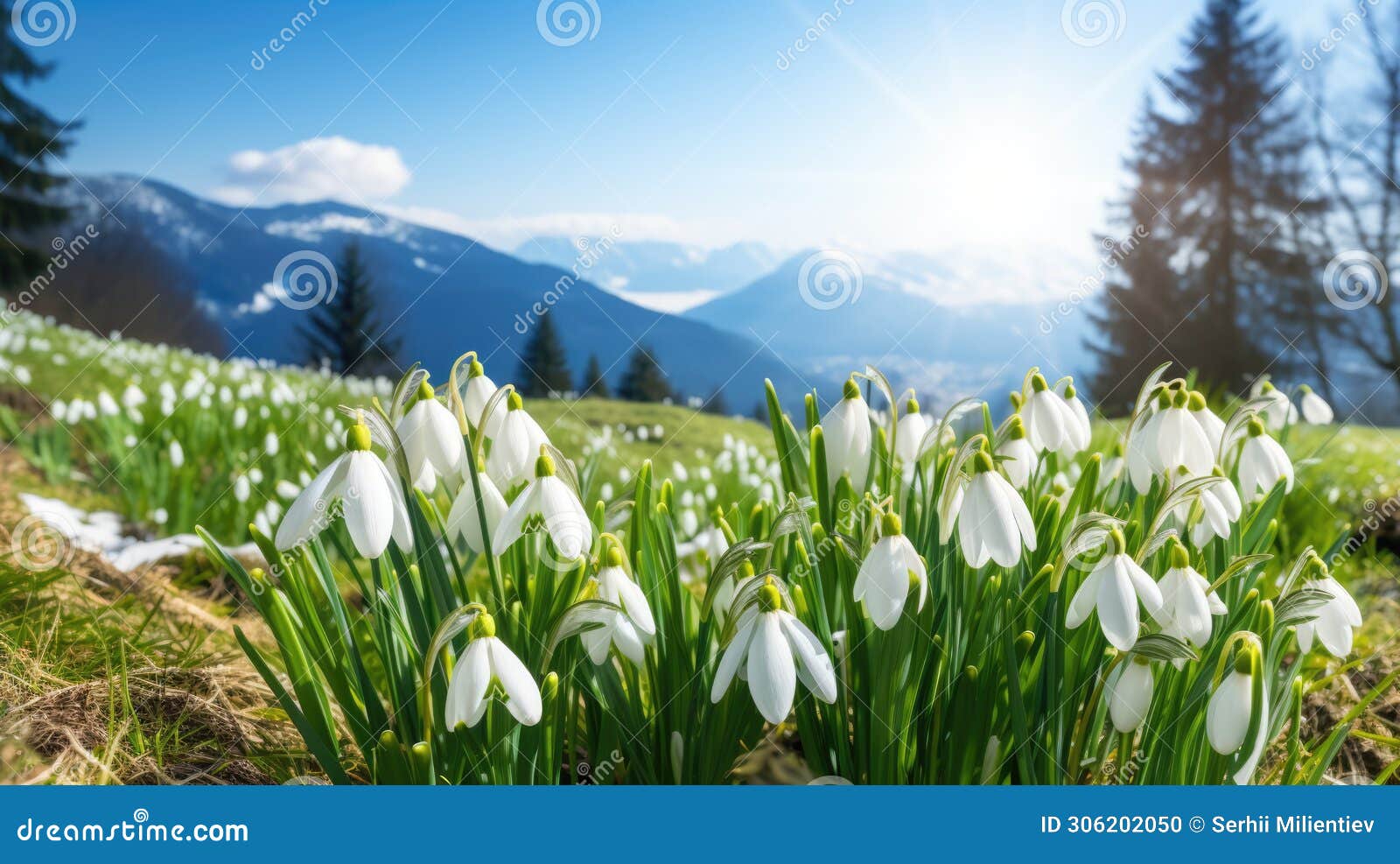 Snowdrop Flowers in the Mountains in Spring. Beautiful Sunny Day Stock ...
