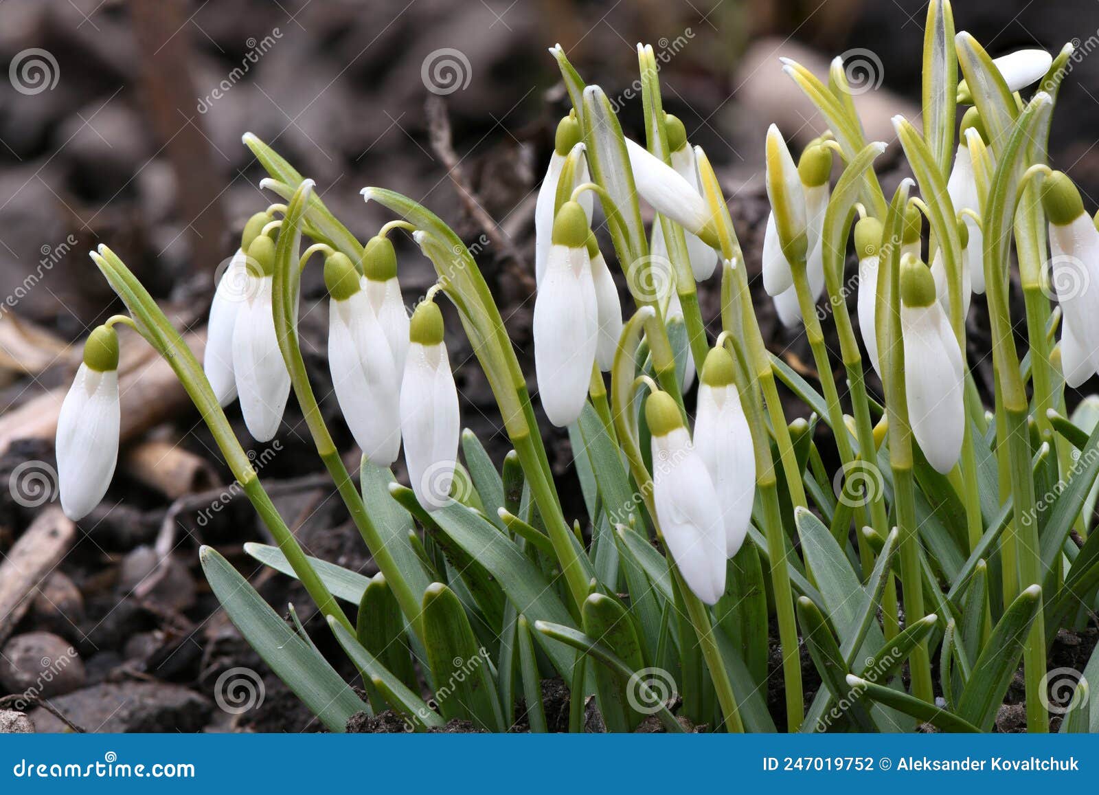 Snowdrop Flowers. Spring Background Stock Photo - Image of group ...