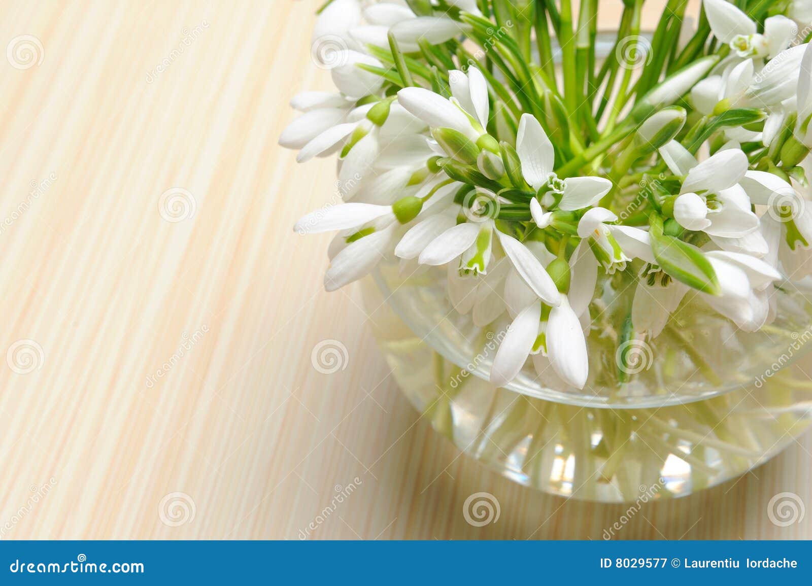 Snowdrop flowers in vase stock image. Image of white, flower - 8029577