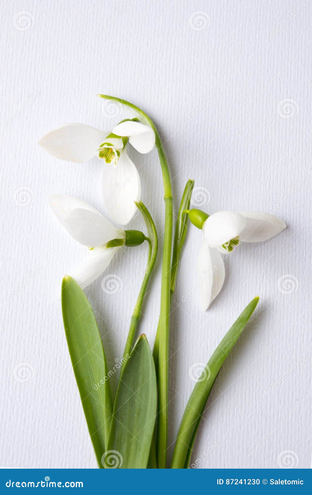 Snowdrop Flowers on White Drawing Paper Stock Photo - Image of floral ...