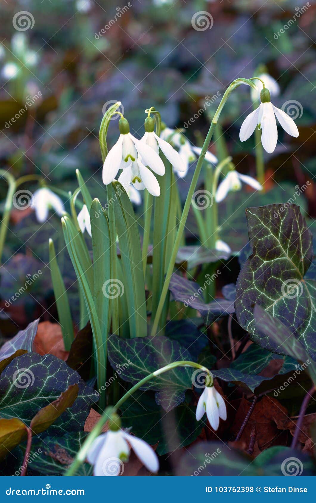 Snowdrop on forest ground stock photo. Image of shiny - 103762398