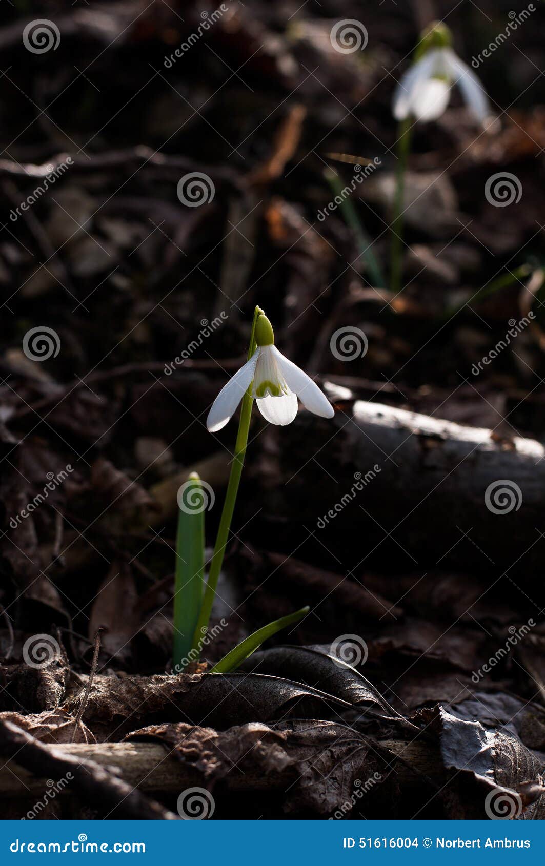 Snowdrop stock photo. Image of botany, drop, blossom - 51616004