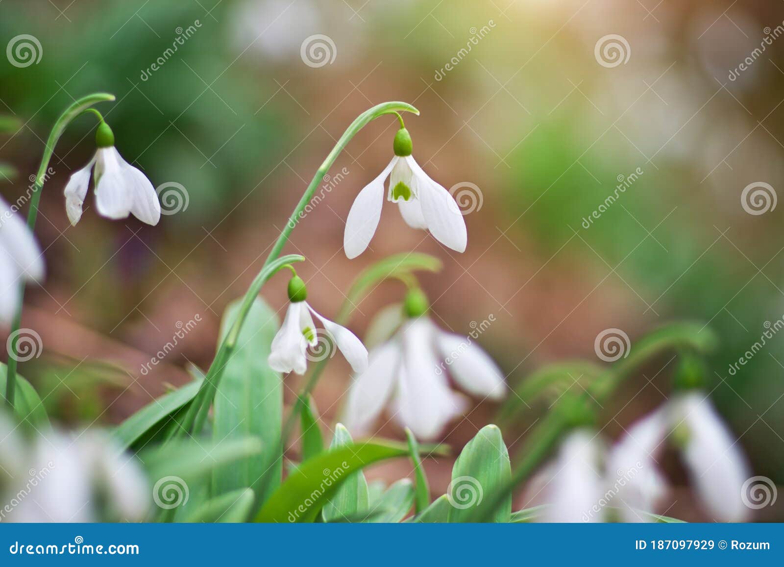 Snowdrop in forest stock image. Image of forests, meadow - 187097929