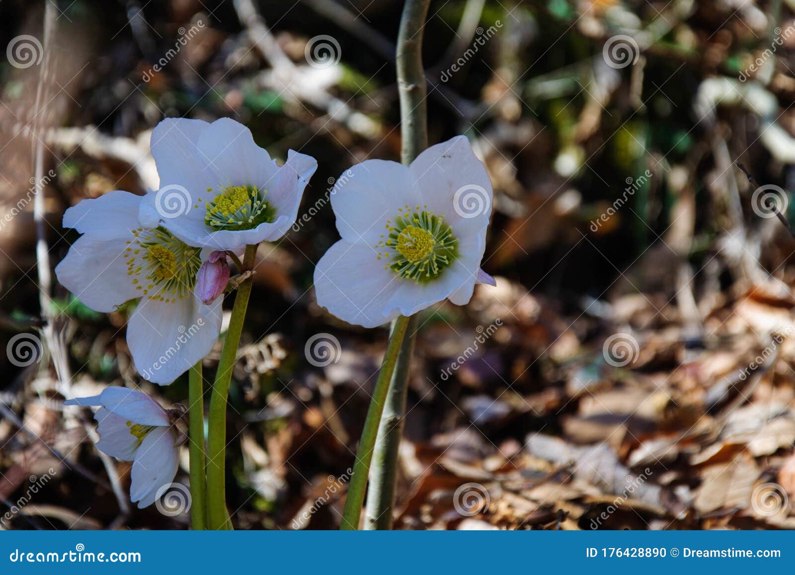 Snowdrop stock photo. Image of fruit, beautiful, colorful - 176428890