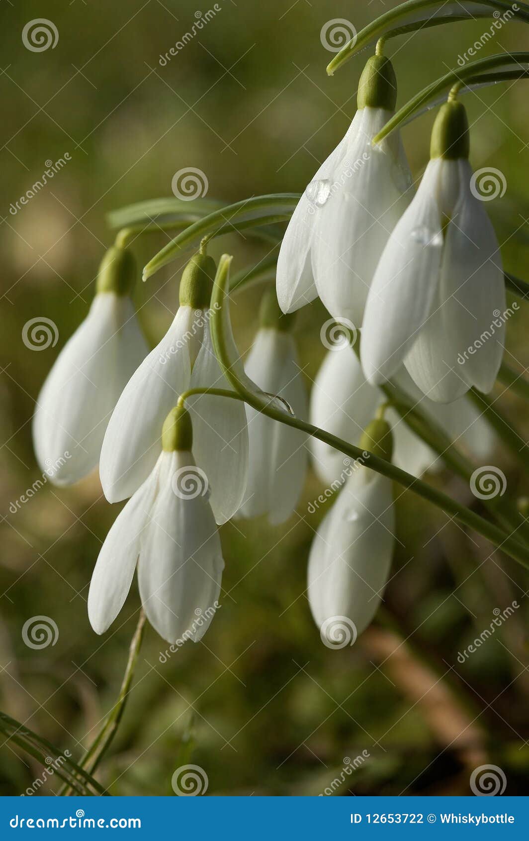Snowdrop - Galanthus Nivalis Stock Photo - Image of painswick, white ...