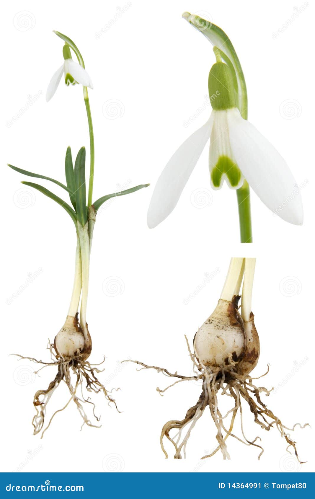 Snowdrop -Galanthus Nivalis Stock Image - Image of bulb, group: 14364991