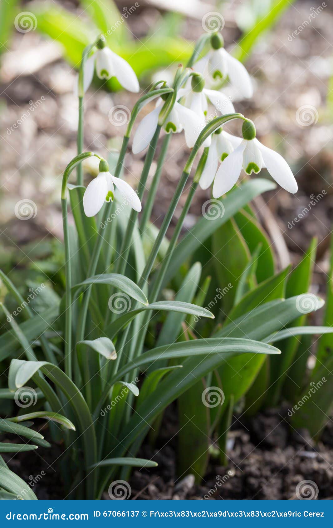 Snowdrop stock image. Image of leaf, growth, galanthus - 67066137