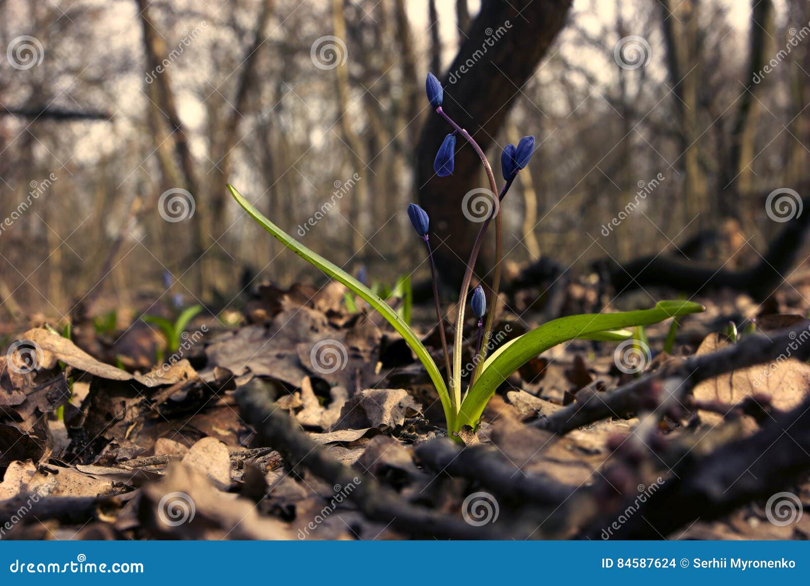 Snowdrop Girl with Long Legs Stock Photo - Image of snowdrop, nature ...