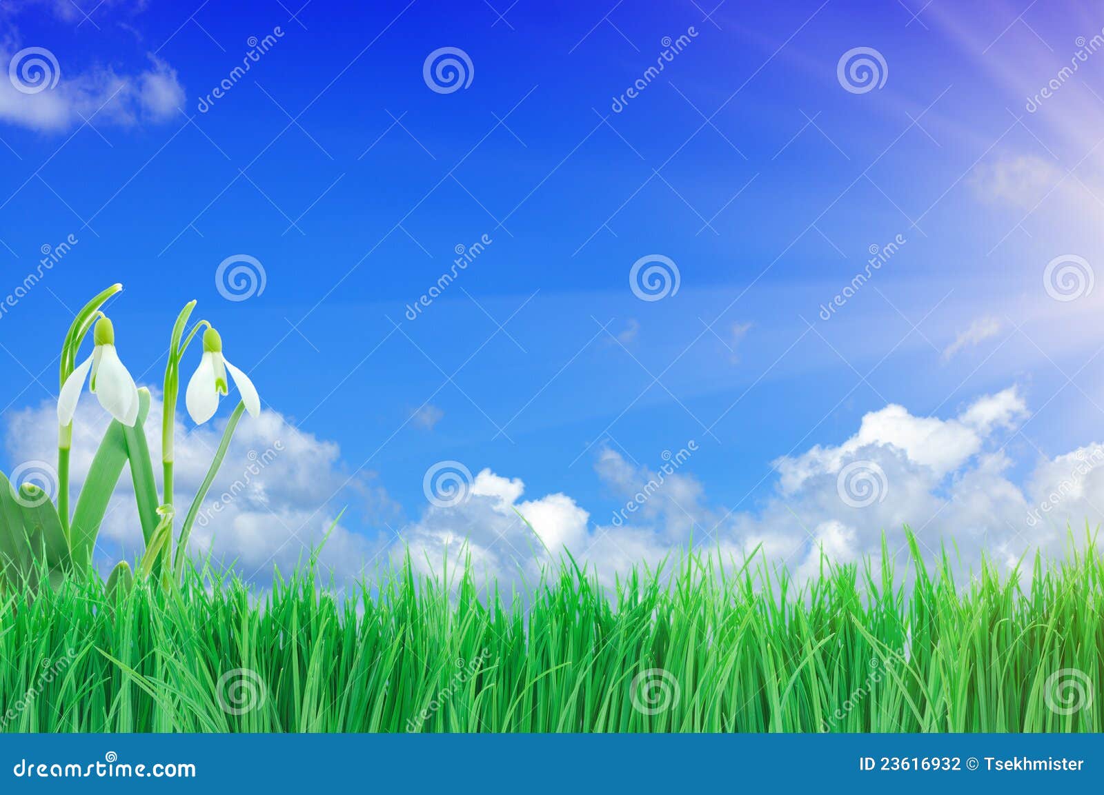 Snowdrop, Green Grass and Blue Sky Stock Photo - Image of sunlight ...