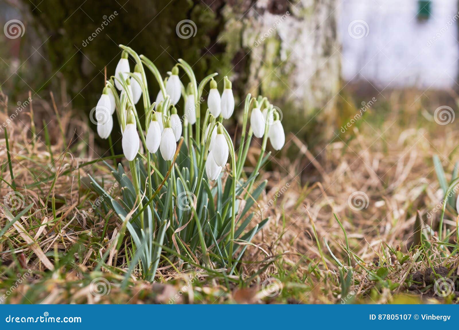 Snowdrop green grass stock image. Image of march, light - 87805107