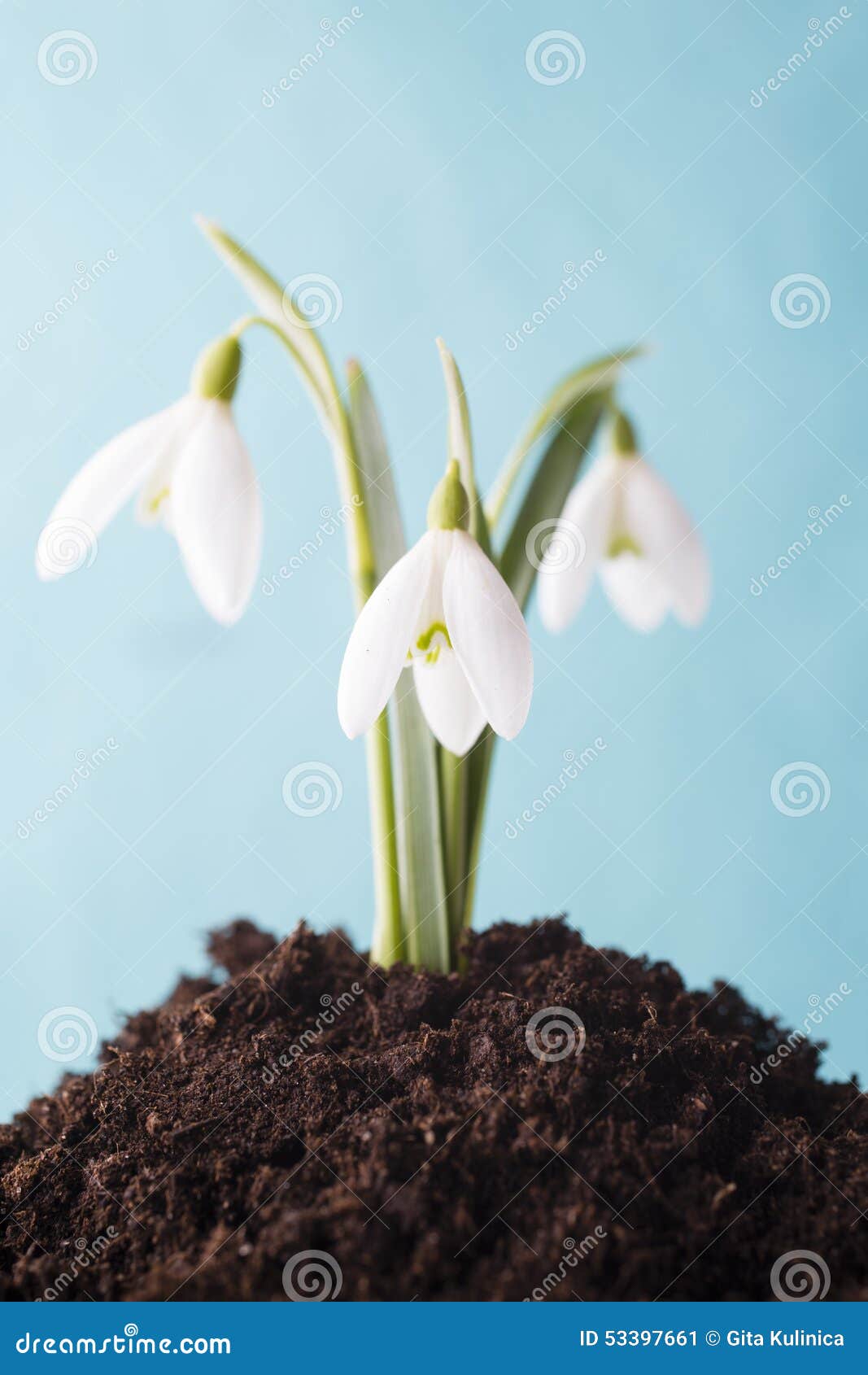 Snowdrop. stock image. Image of nature, march, stem, blooming - 53397661