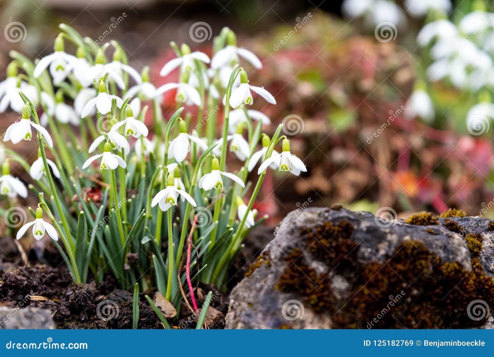Snowdrop growing on ground stock image. Image of flora - 125182769