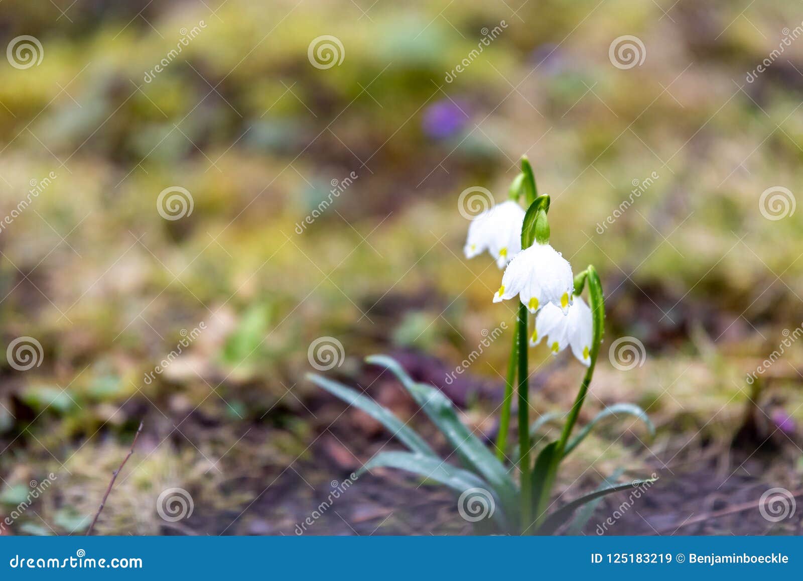 Snowdrop growing on ground stock image. Image of harbingers - 125183219