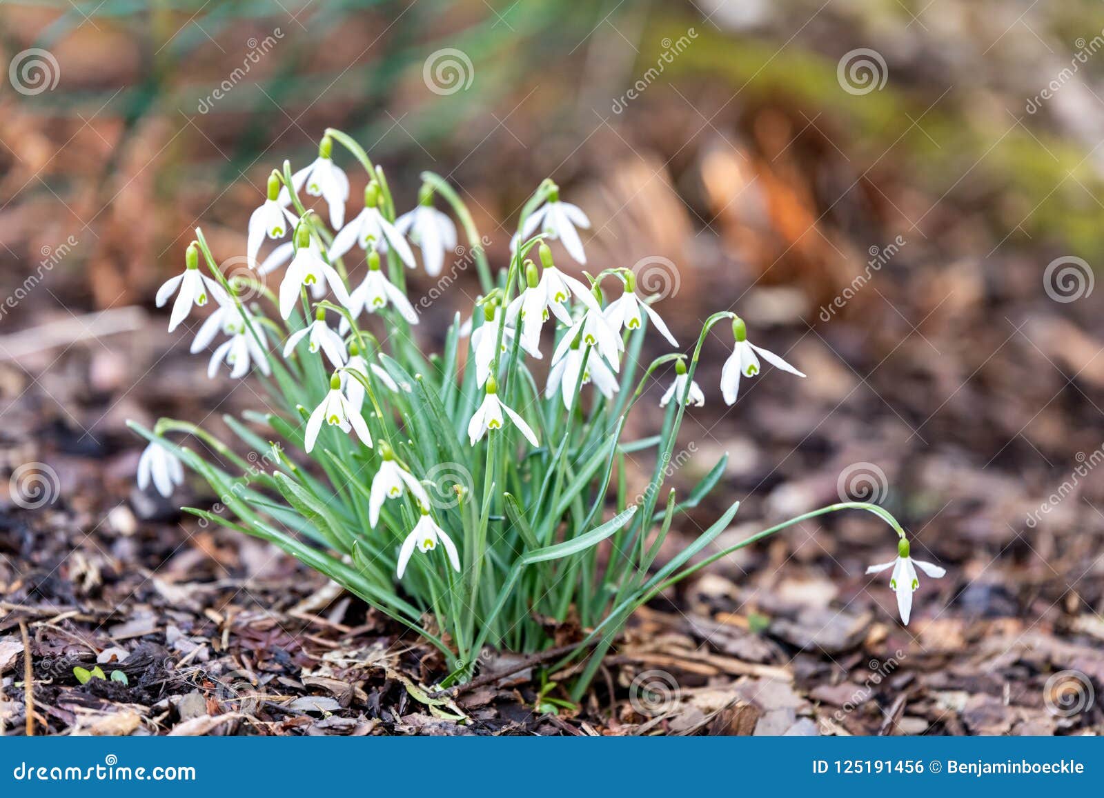Snowdrop growing on ground stock photo. Image of snowdrops - 125191456