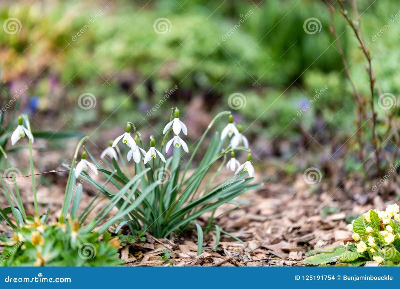 Snowdrop growing on ground stock photo. Image of floral - 125191754