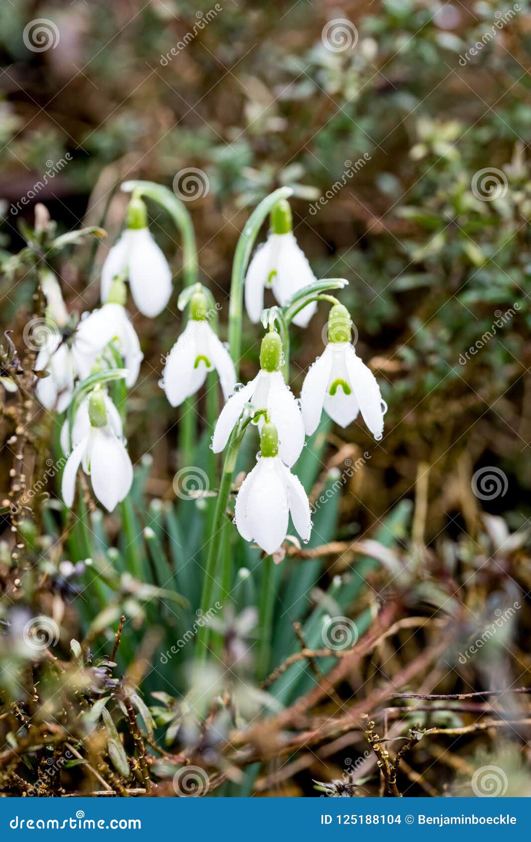 Snowdrop Growing on the Ground Stock Photo - Image of leaf, field ...