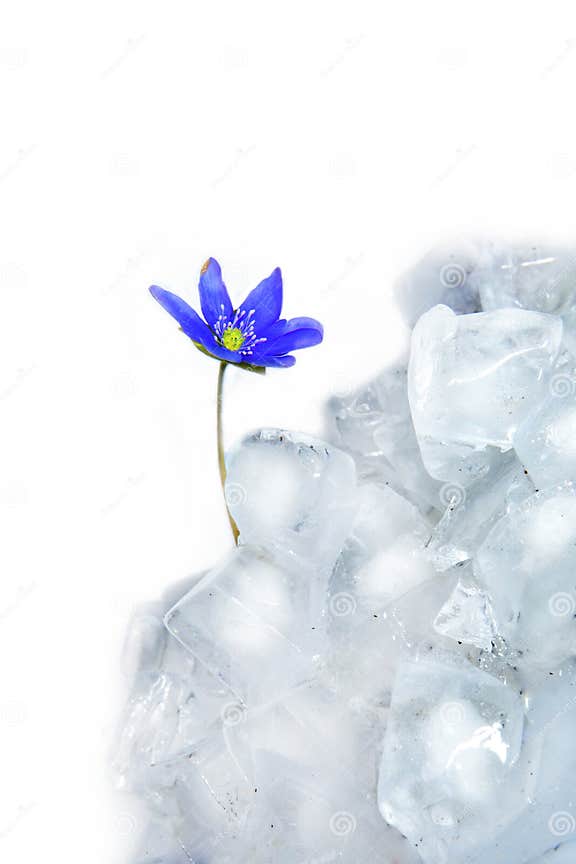 Snowdrop, growing from ice stock photo. Image of nature - 14224644