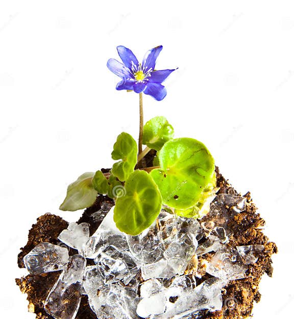 Snowdrop, growing from ice stock image. Image of plant - 28066077