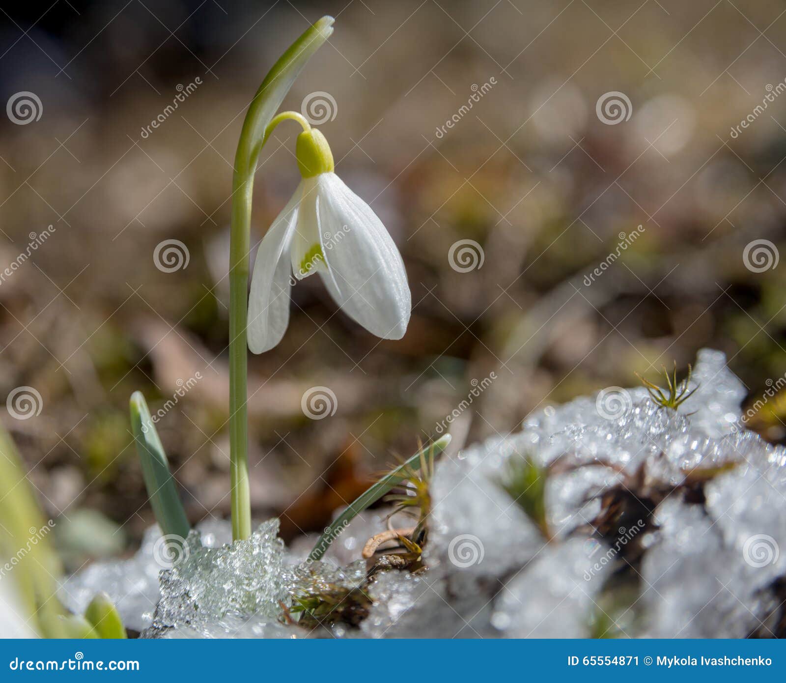Snowdrop stock image. Image of season, green, white, bloom - 65554871