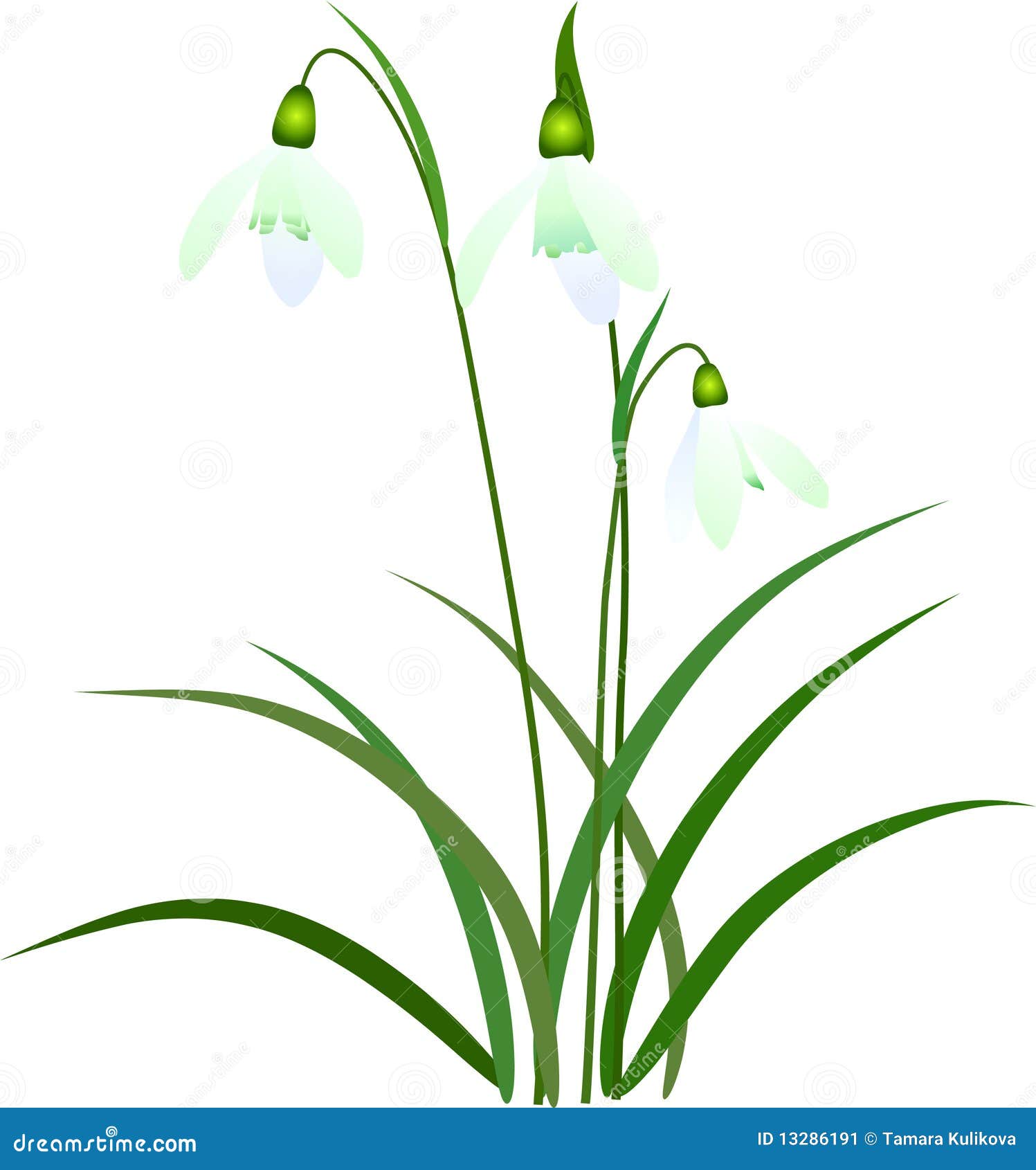 Snowdrop Illustration, Drawing, Engraving, Ink, Line Art, Vector ...