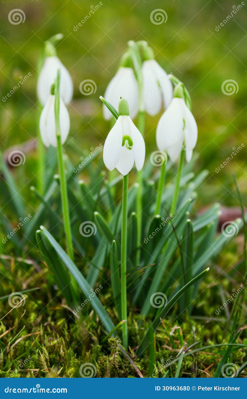 Snowdrop stock photo. Image of details, white, outdoor - 30963680