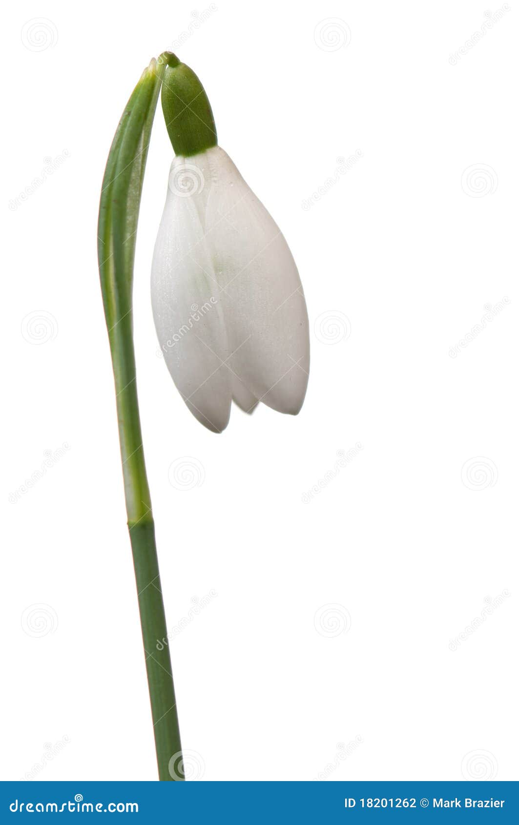 Snowdrop on Isolated White Background Stock Photo - Image of petals ...