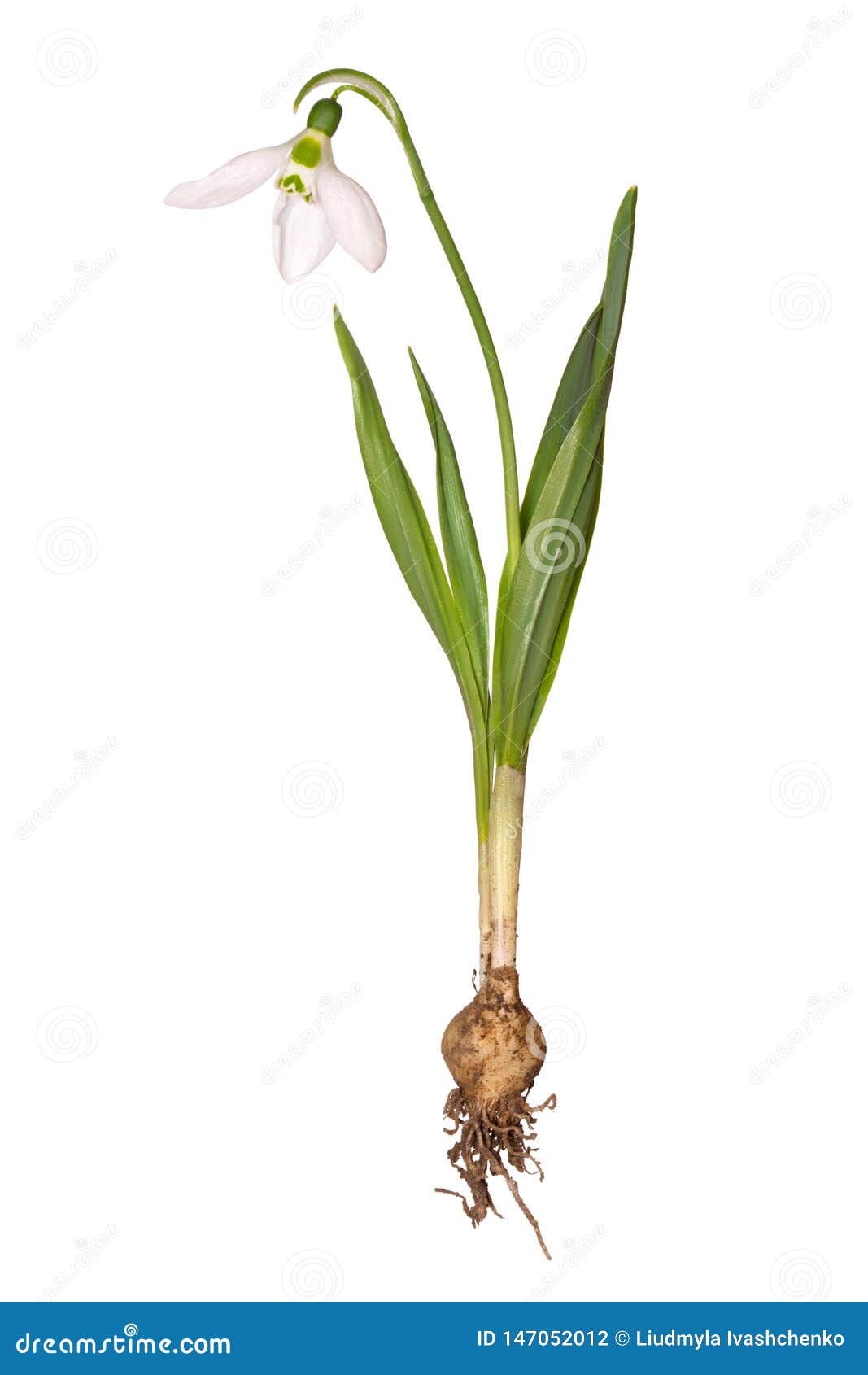 Snowdrop Isolated on White Background. Spring Flower with Roots and ...