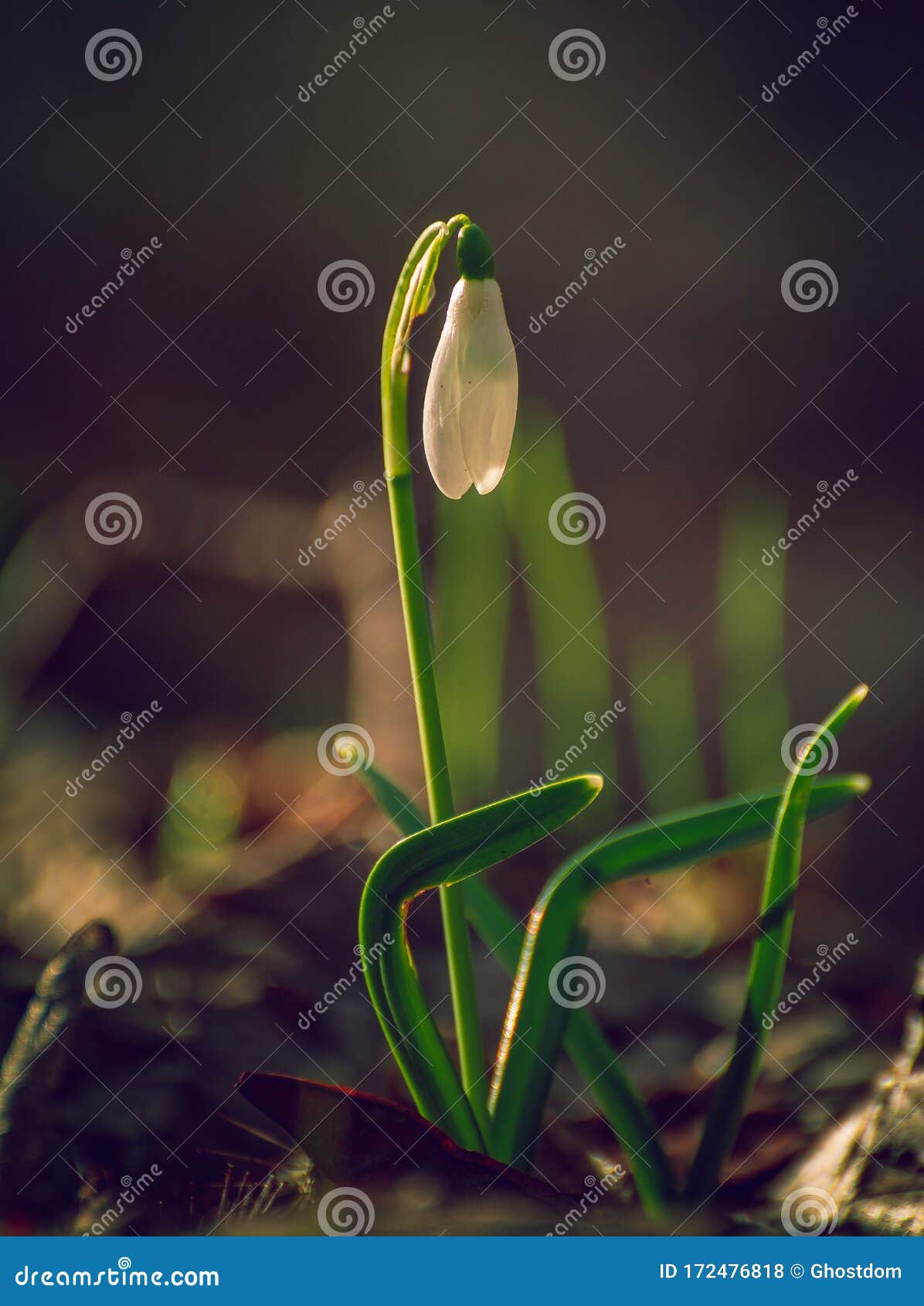 Snowdrop stock photo. Image of snowdrop, green, wood - 172476818