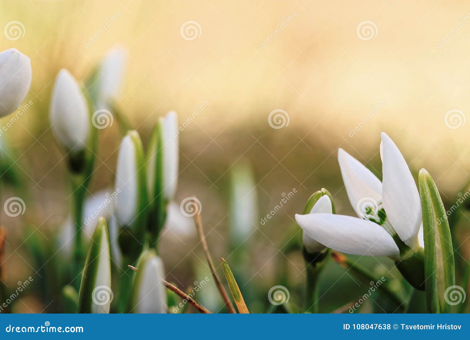 Snowdrop flowers in spring stock photo. Image of flower - 108047638