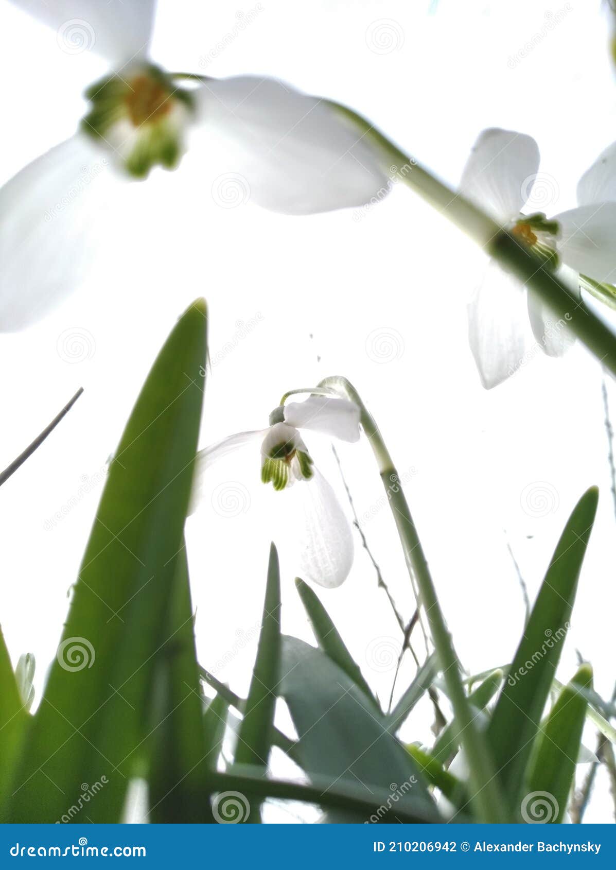 Snowdrop, Primrose. Sparkling Flowers Stock Photo - Image of season ...