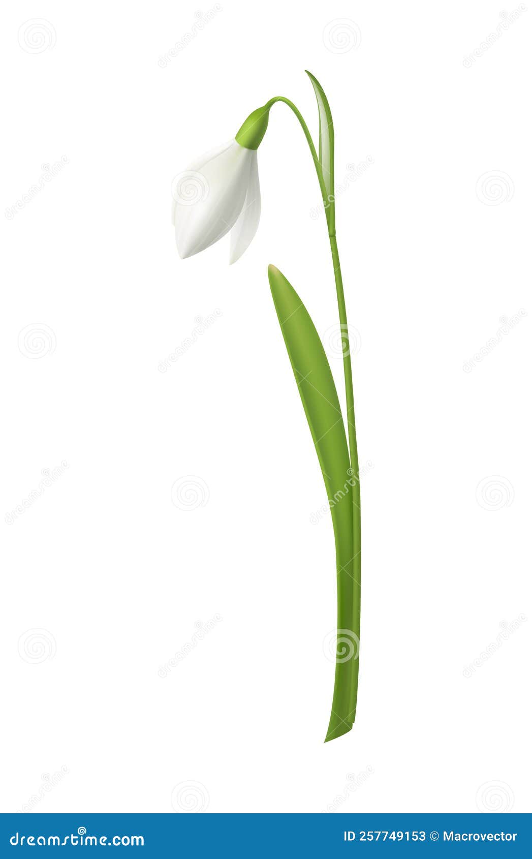 Snowdrop Realistic Illustration Stock Illustration - Illustration of ...