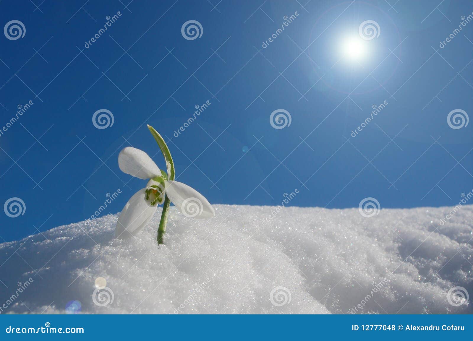 Snowdrop in snow stock photo. Image of environment, beauty - 12777048