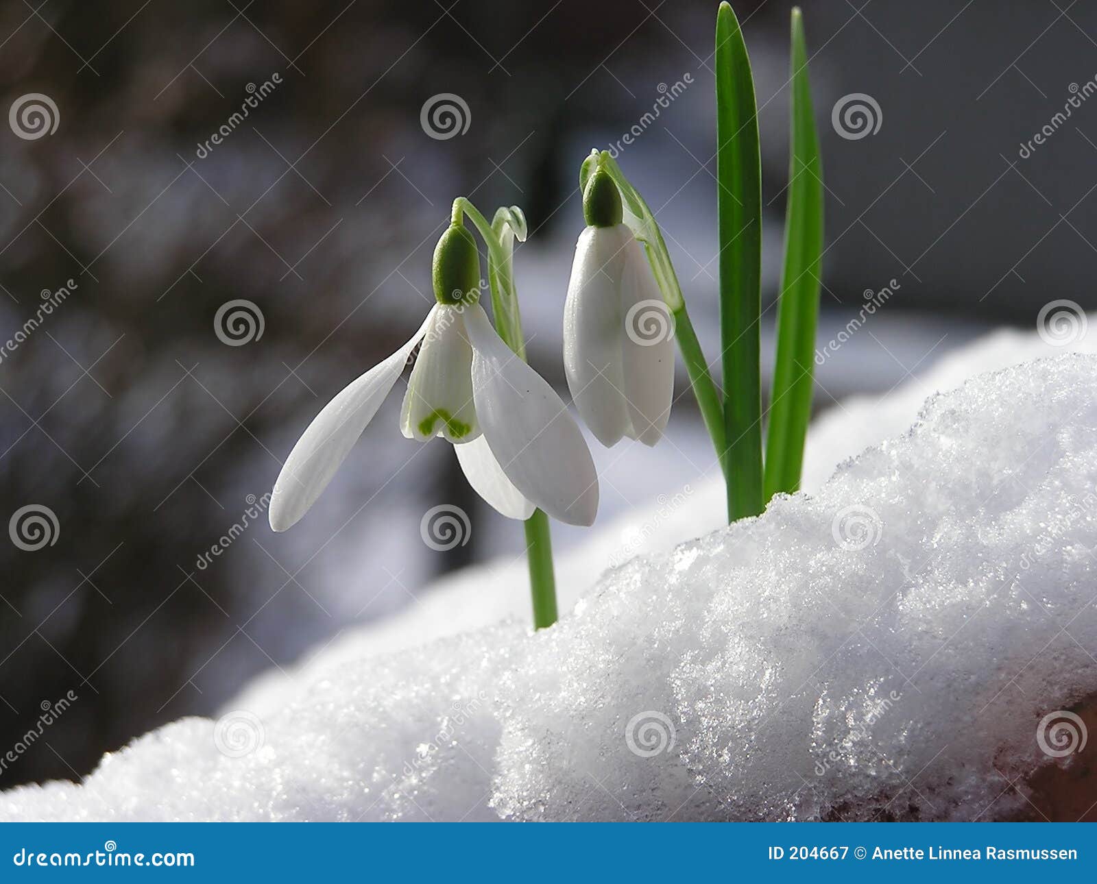 Snowdrop in snow stock image. Image of white, arctic, detail - 204667